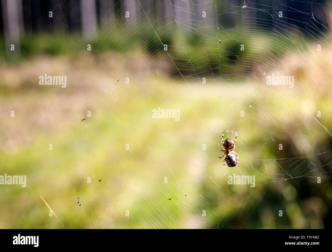 big brown cross spider catching insects in its net Stock Photo - Alamy