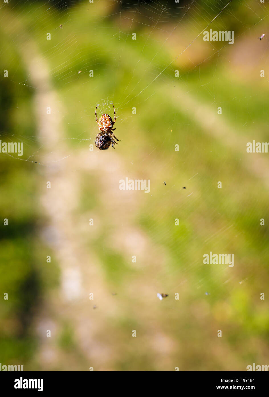 Catching insects in lake hi-res stock photography and images - Alamy
