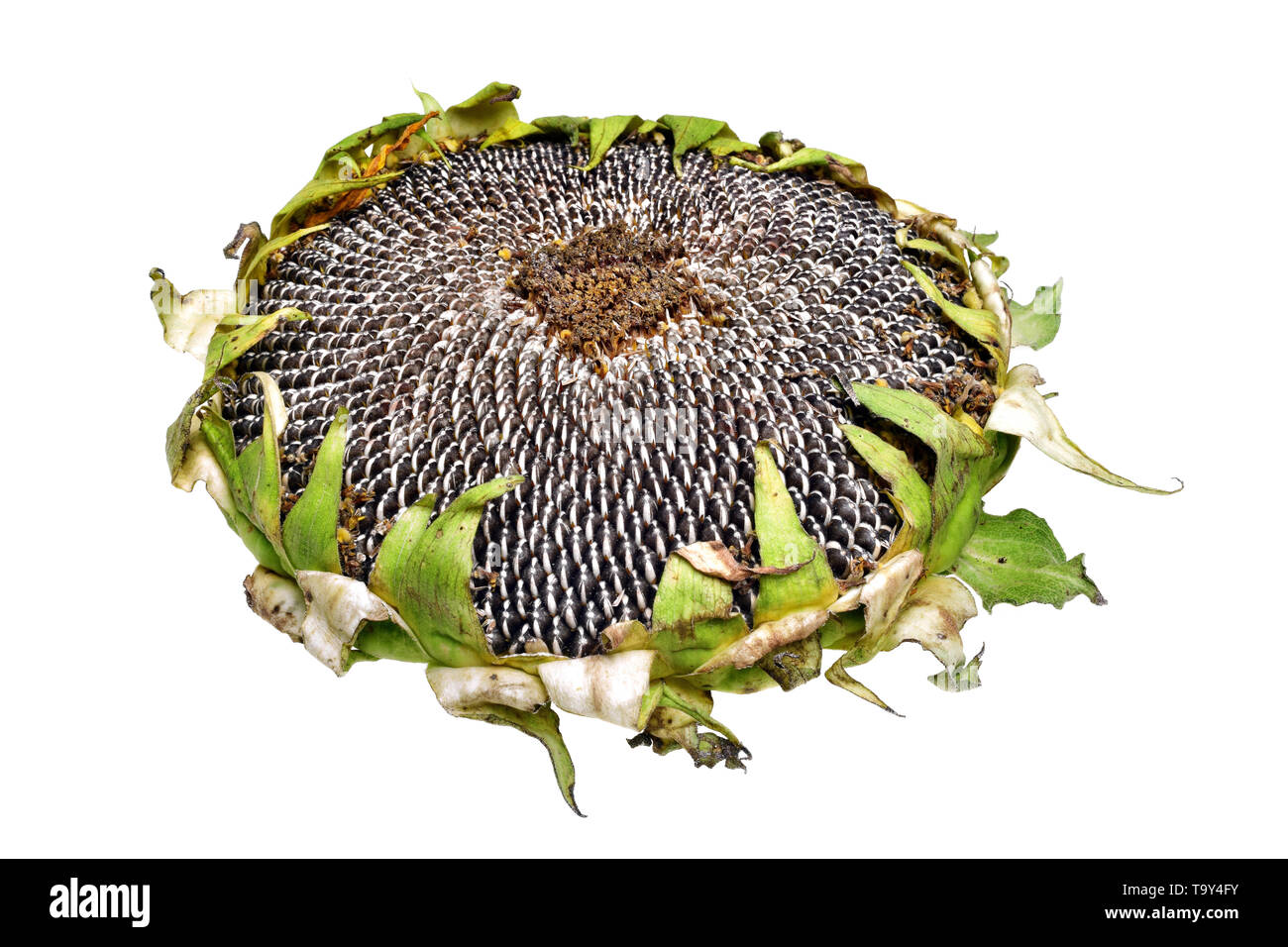 Fresh ripe sunflower seeds isolated on white background Stock Photo - Alamy