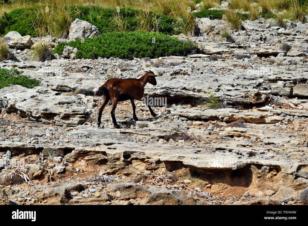 Tamed goat hi-res stock photography and images - Alamy
