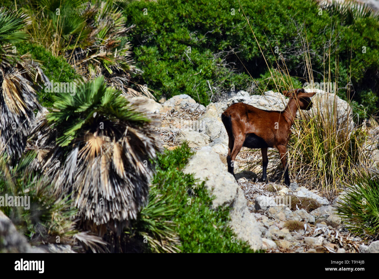 Tamed goat hi-res stock photography and images - Alamy