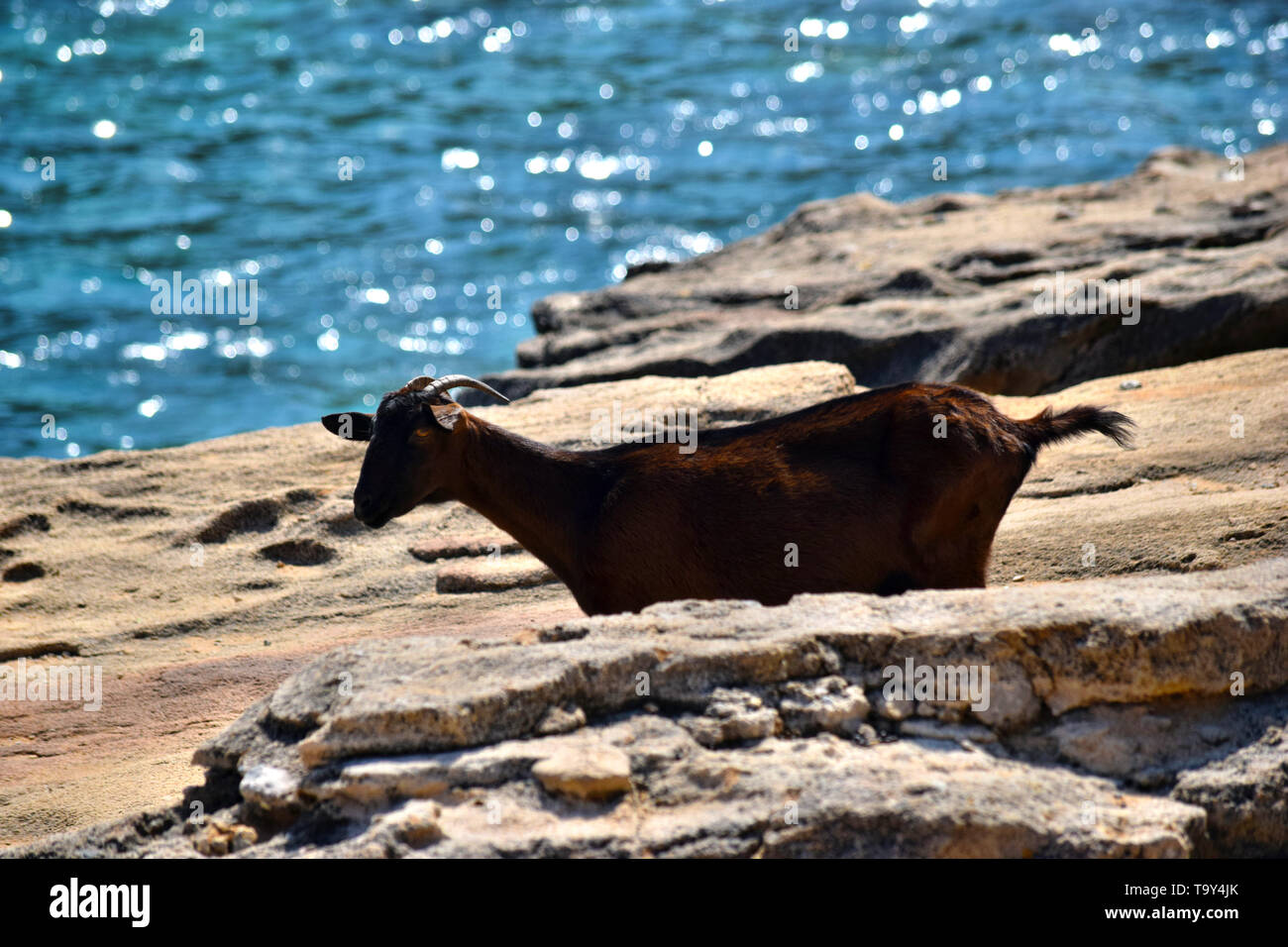 Walking goat on the beach hi-res stock photography and images - Alamy