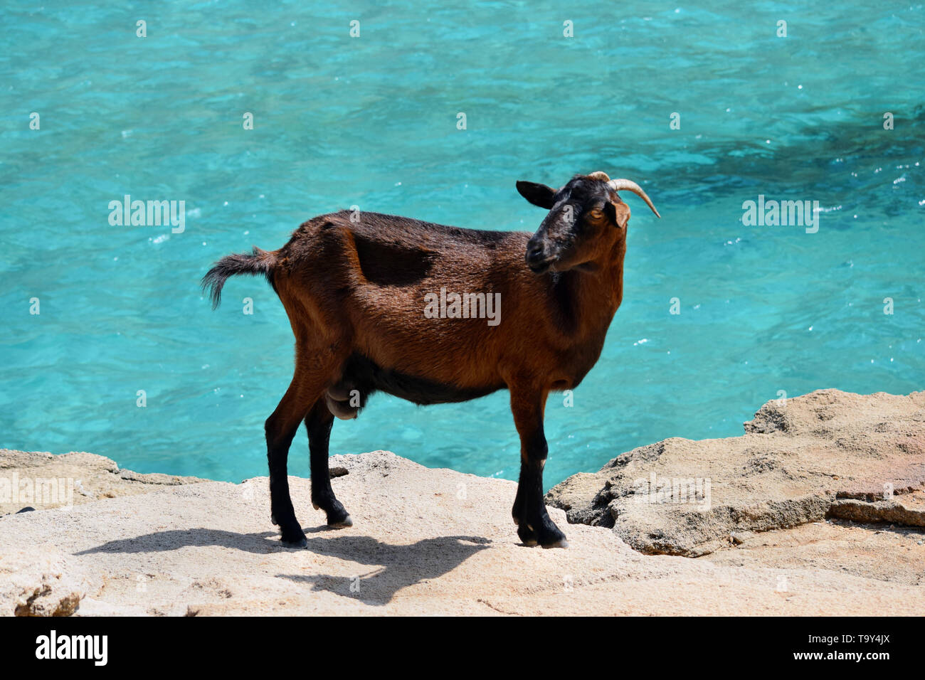 Walking goat on the beach hi-res stock photography and images - Alamy