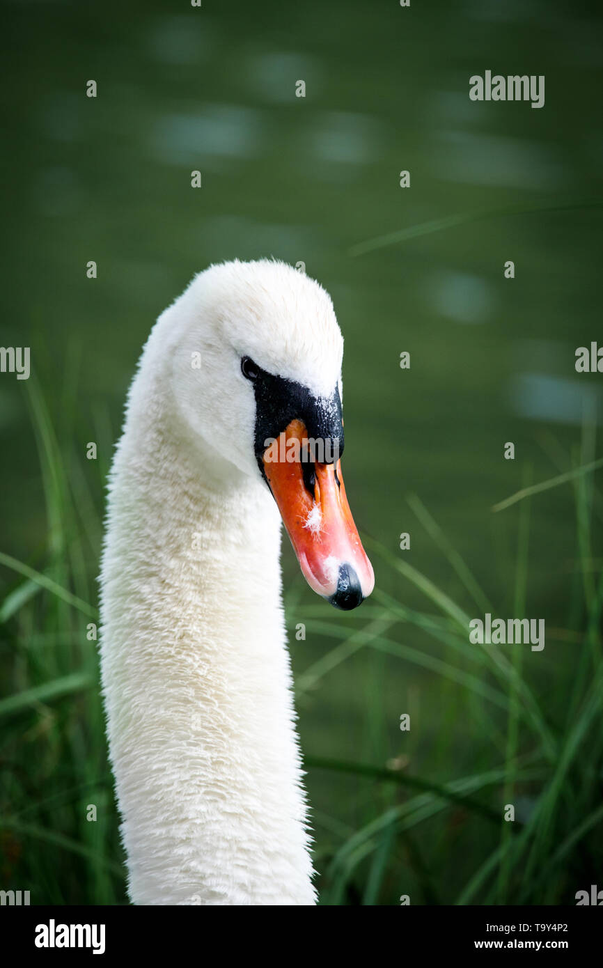 elegant swan swimming in a natural alpine lake in the austrian alps ...