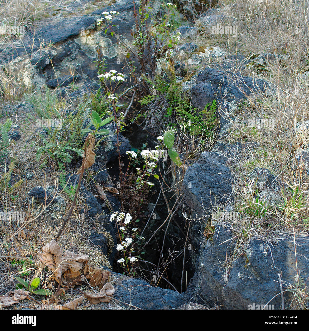 Native plants growing on volcanic rock at Cuicuilco Archaeological Site ...