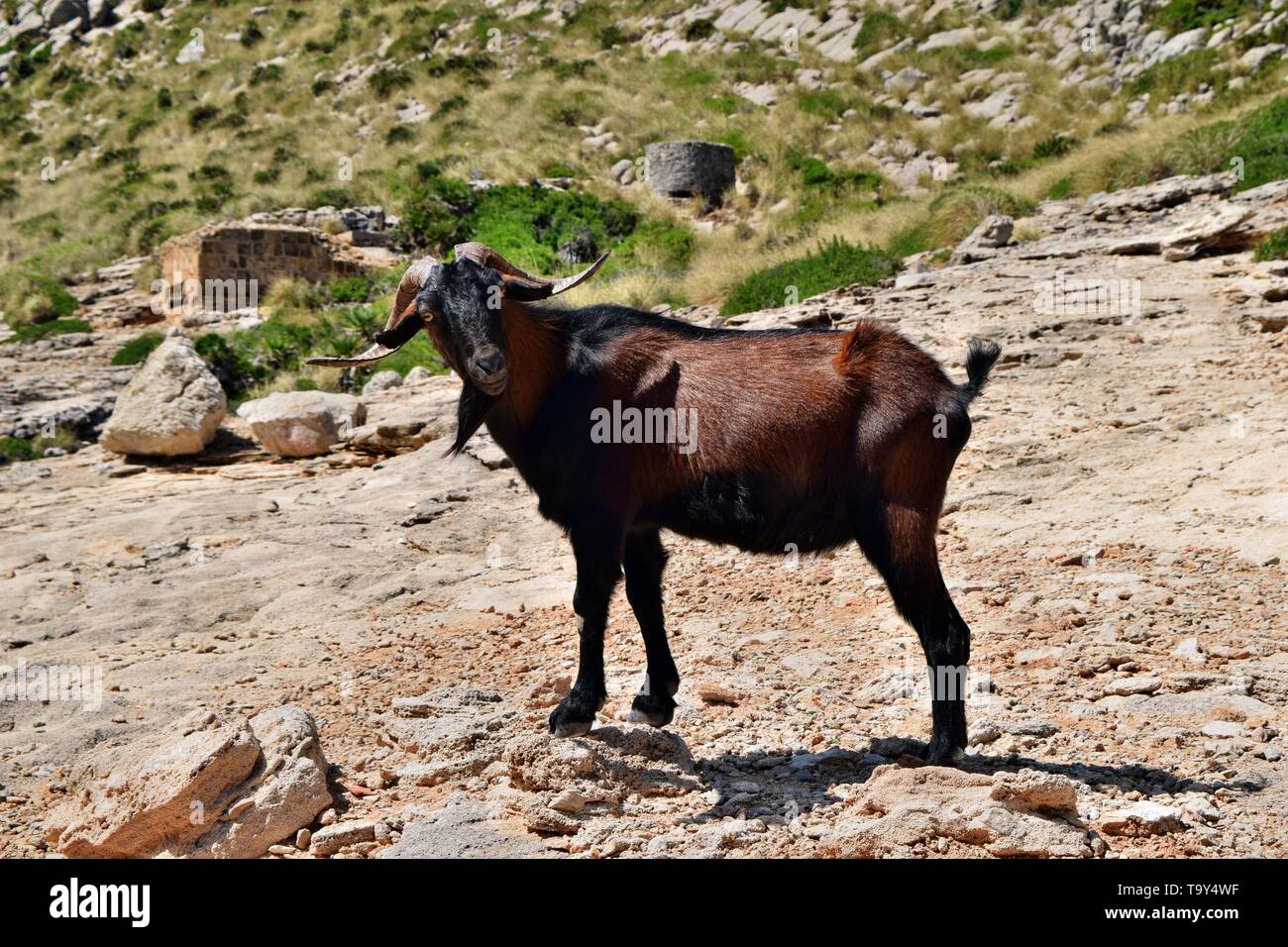 Tamed goat hi-res stock photography and images - Alamy