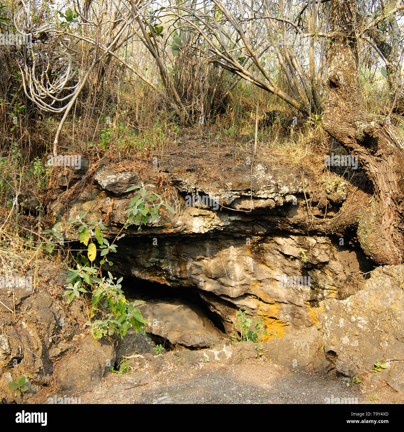 Native plants growing on volcanic rock at Cuicuilco Archaeological Site ...