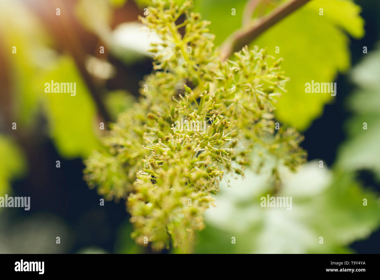 Grapes flowering landscape hi-res stock photography and images - Alamy