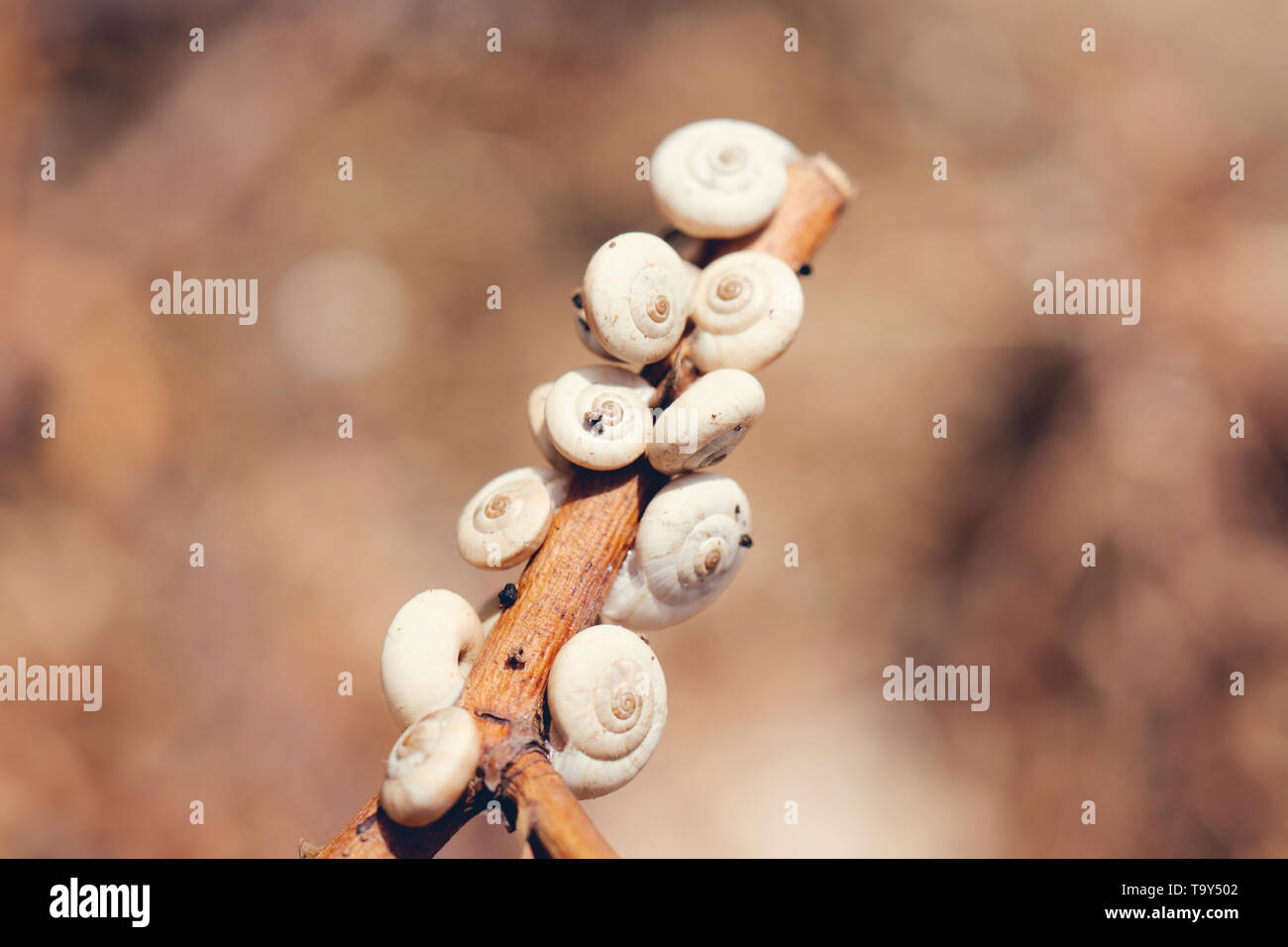 Grow on shells hi-res stock photography and images - Alamy