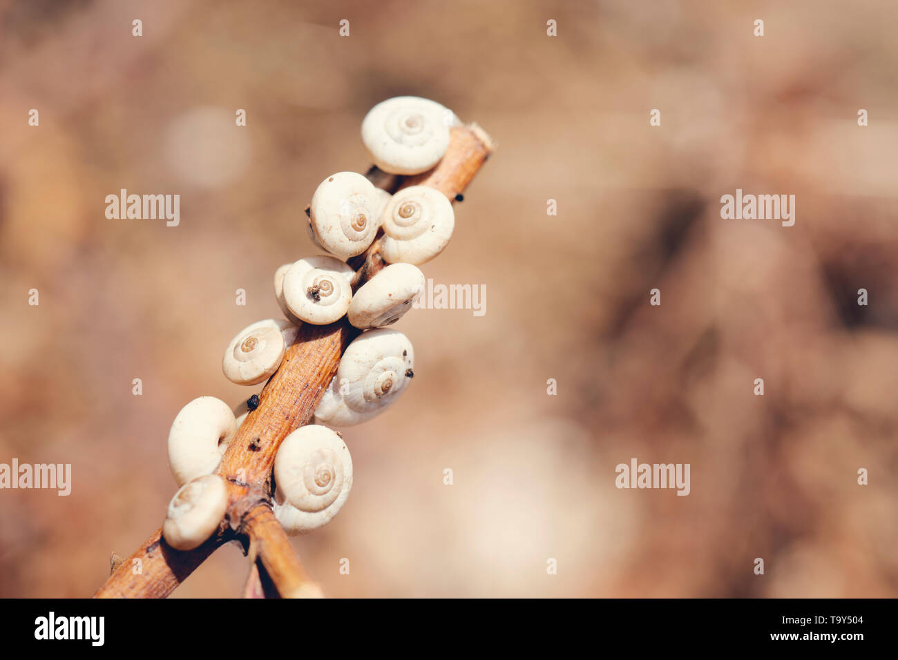 snail shells on a dry tree trunk in spring Stock Photo - Alamy