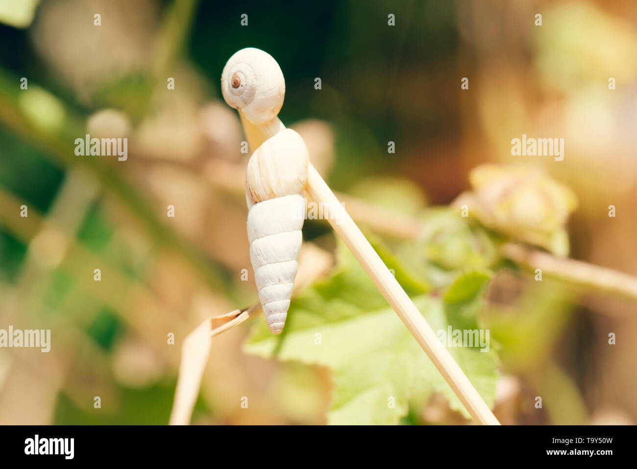 snail shells on a dry tree trunk in spring Stock Photo - Alamy