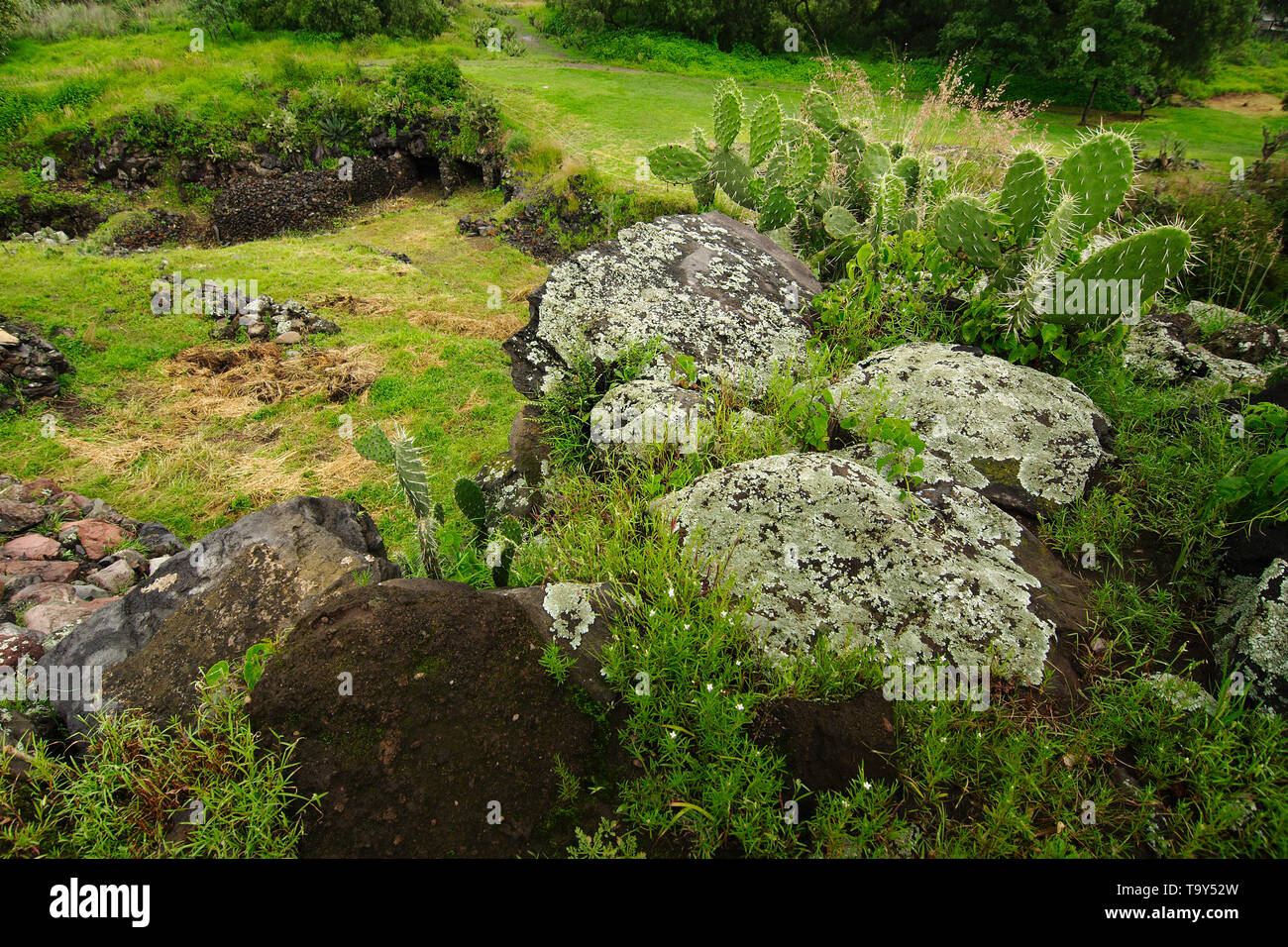 Native plants growing on volcanic rock at Cuicuilco Archaeological Site ...