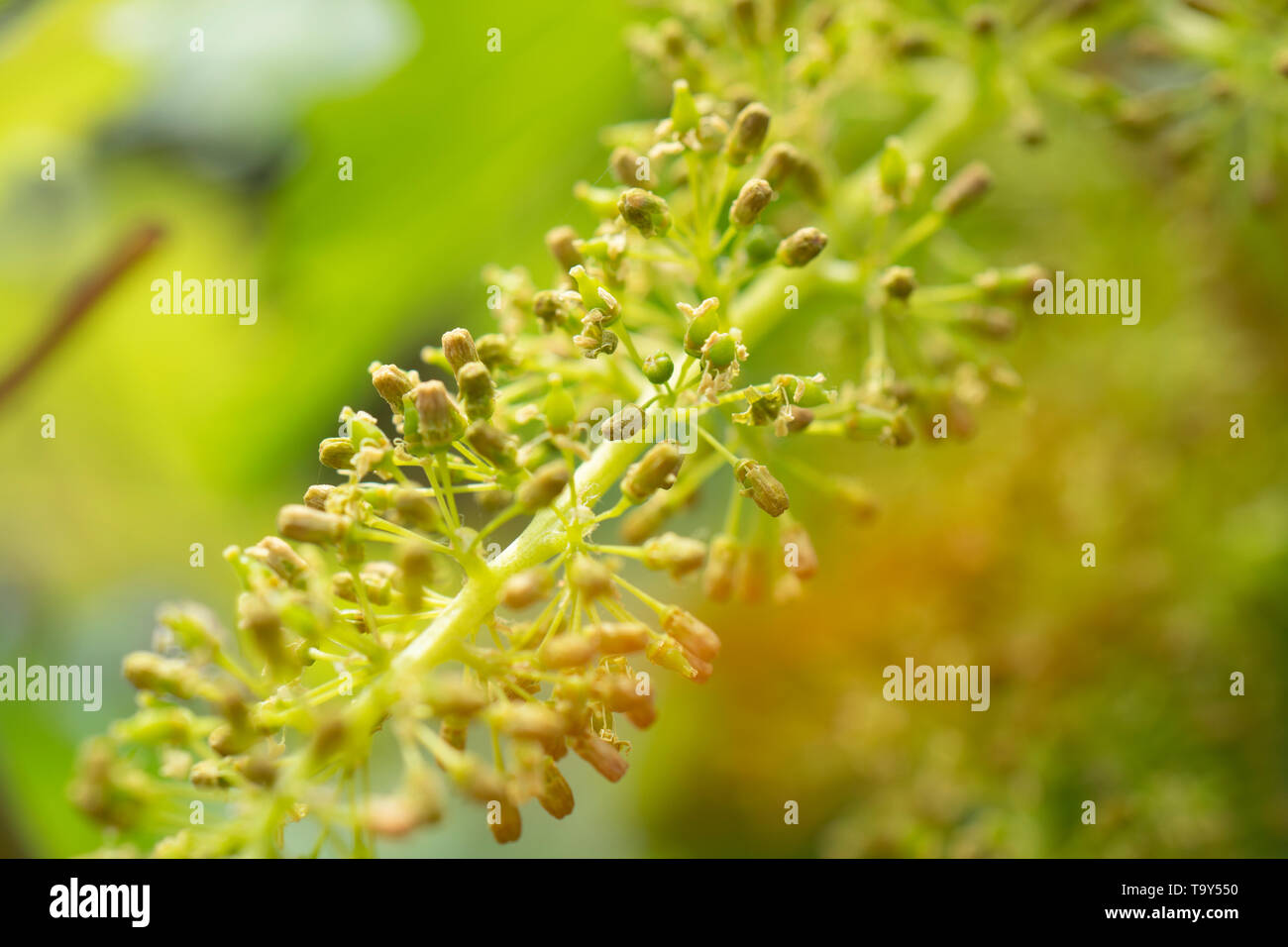 Grapes flowering landscape hi-res stock photography and images - Alamy