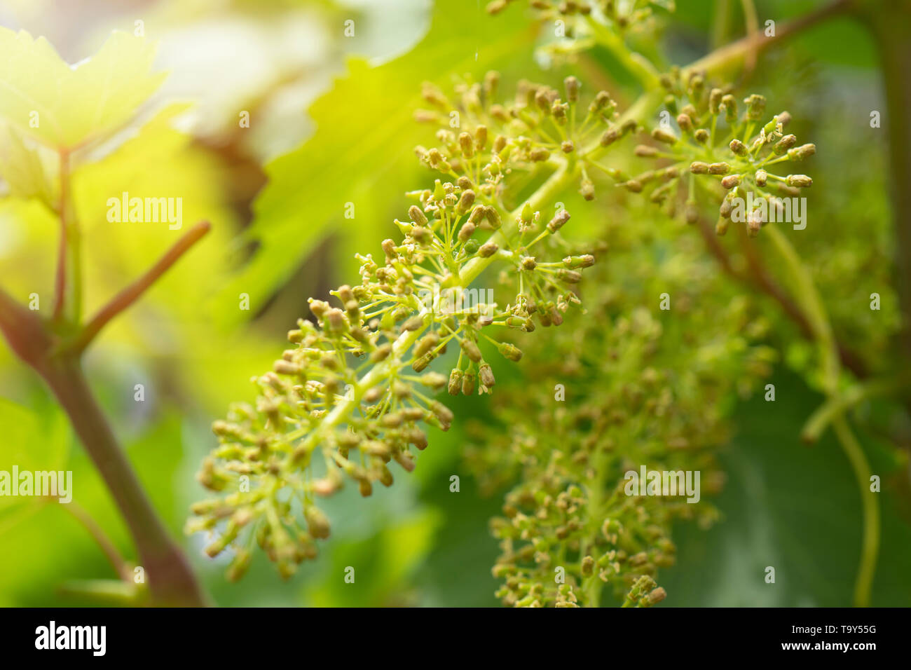 Grapevine with baby grapes and flowers - flowering of the vine with ...