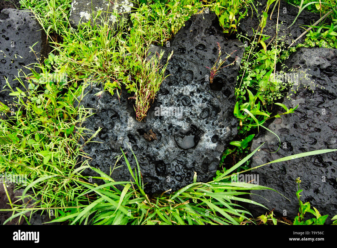 Native plants growing on volcanic rock at Cuicuilco Archaeological Site ...