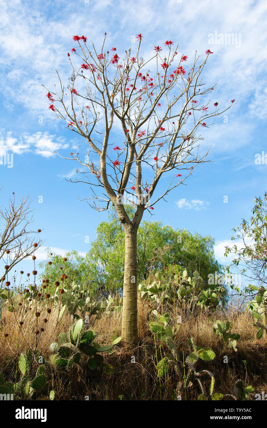 An erythrina tree growing on volcanic rock at Cuicuilco Archaeological ...