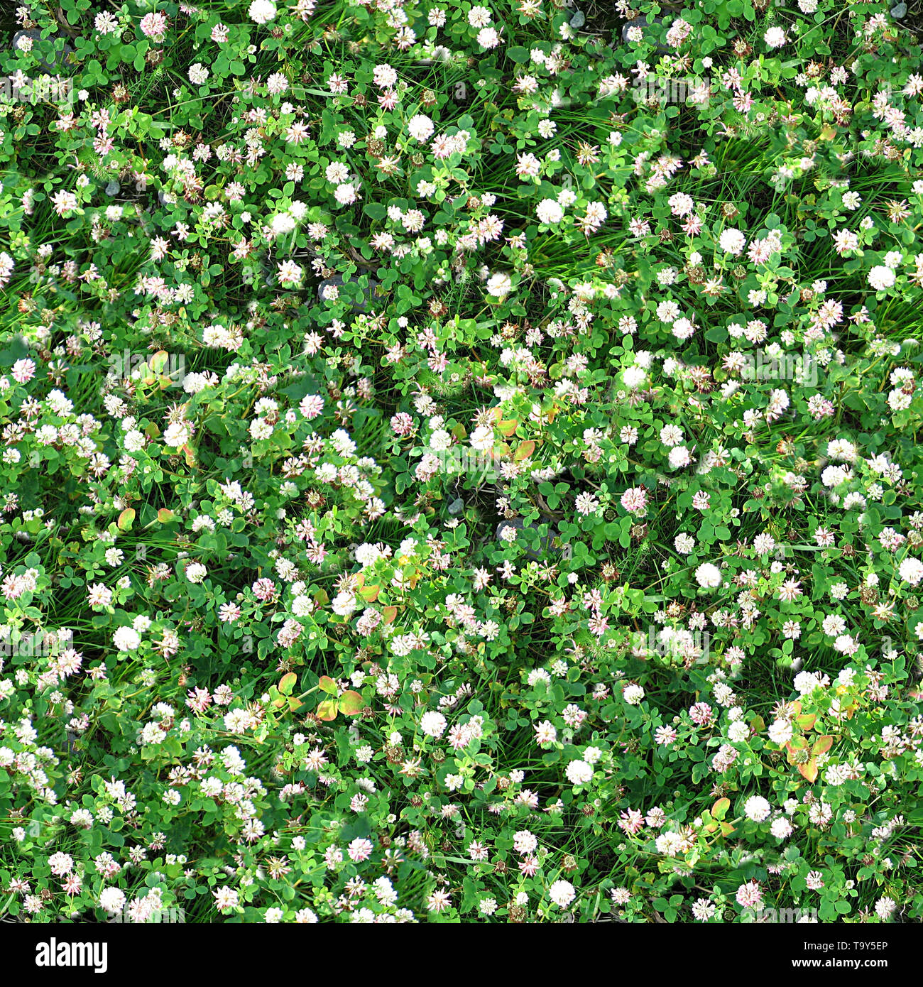 Clover Seamless Texture Tile Stock Photo - Alamy