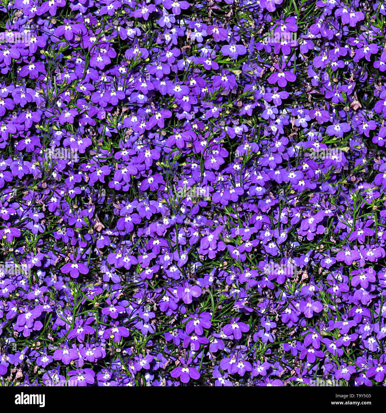 Flowers Seamless Texture Tile Stock Photo - Alamy