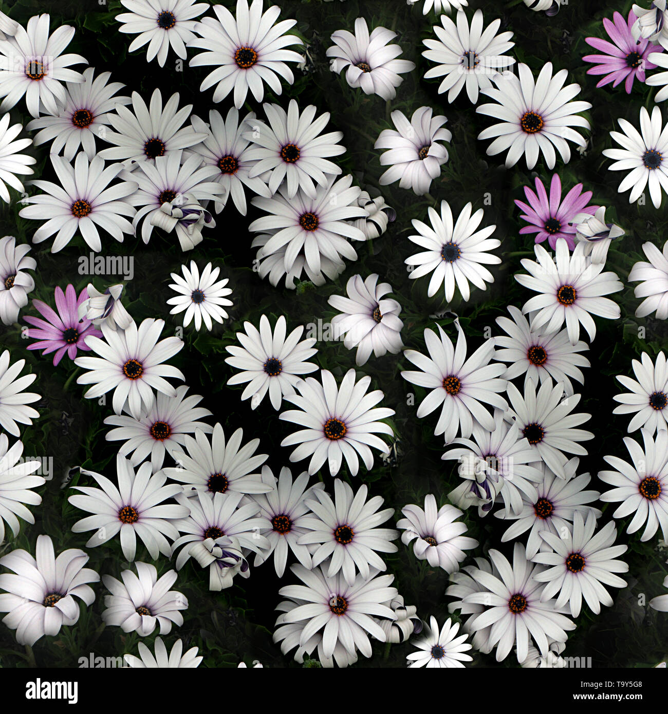 Flowers Seamless Texture Tile Stock Photo - Alamy