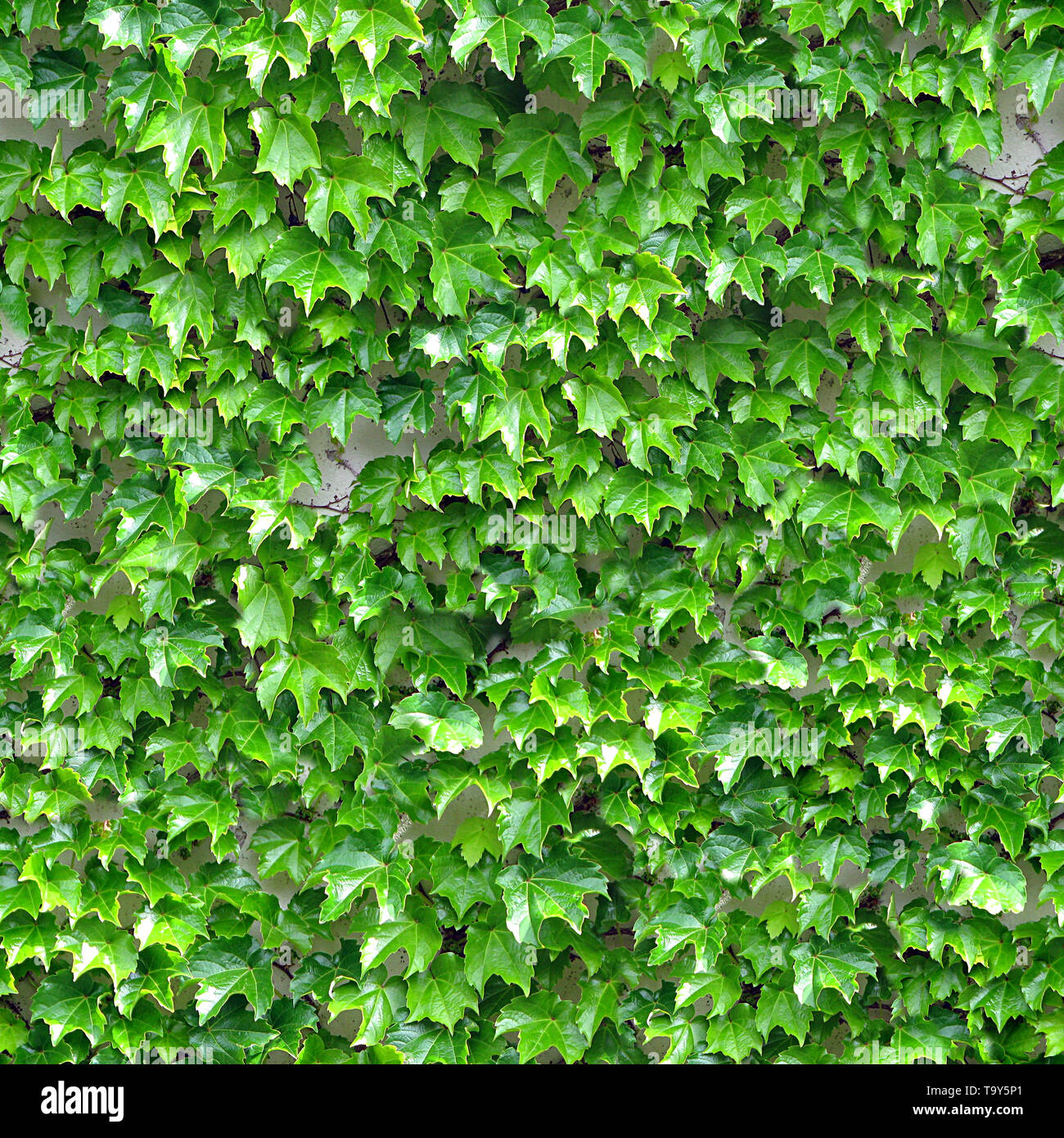 Ivy Seamless Texture Tile Stock Photo - Alamy