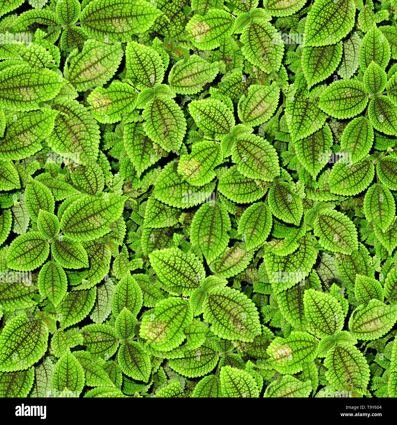 Leaves Seamless Texture Tile Stock Photo - Alamy
