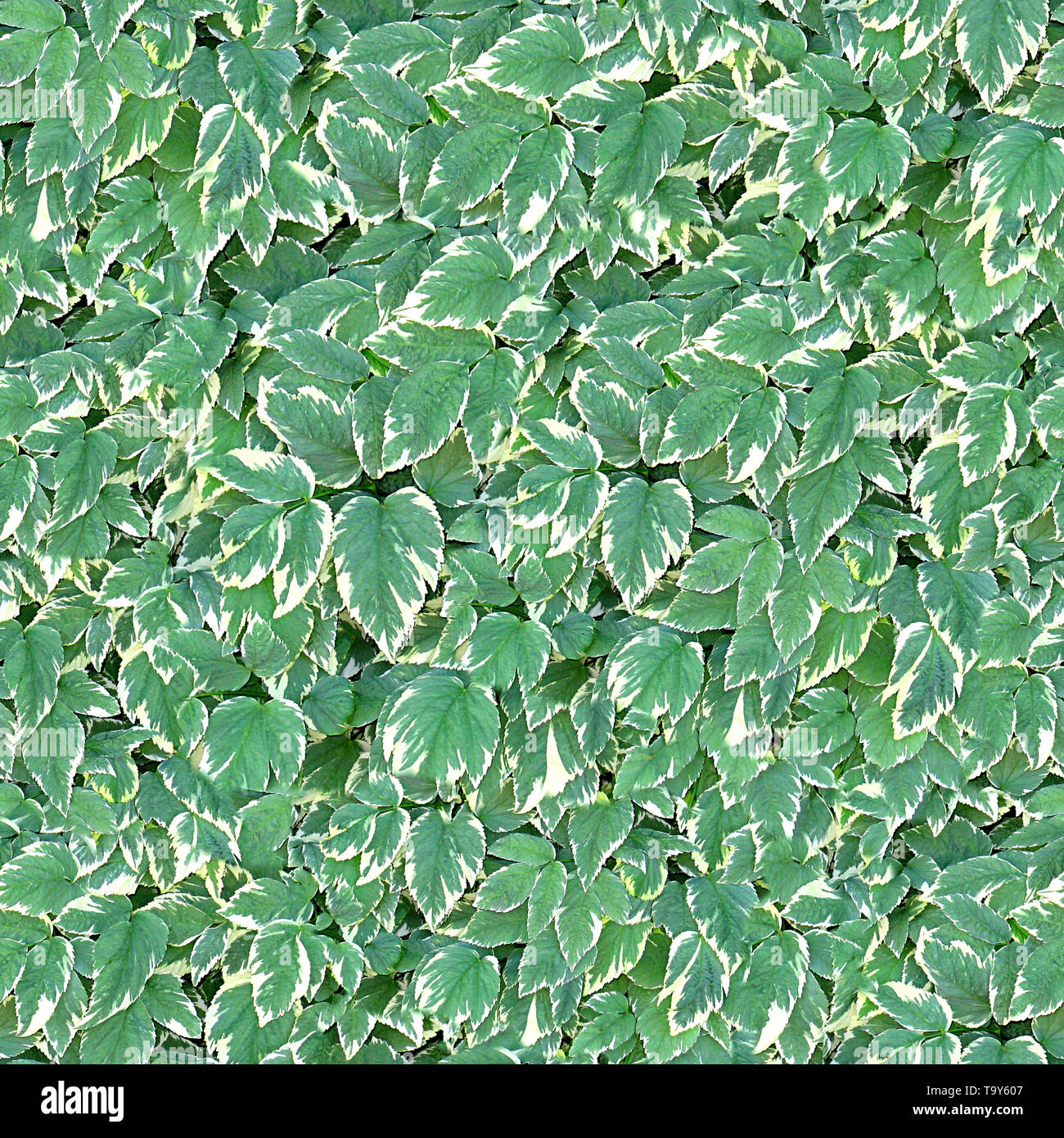 Leaves Seamless Texture Tile Stock Photo - Alamy