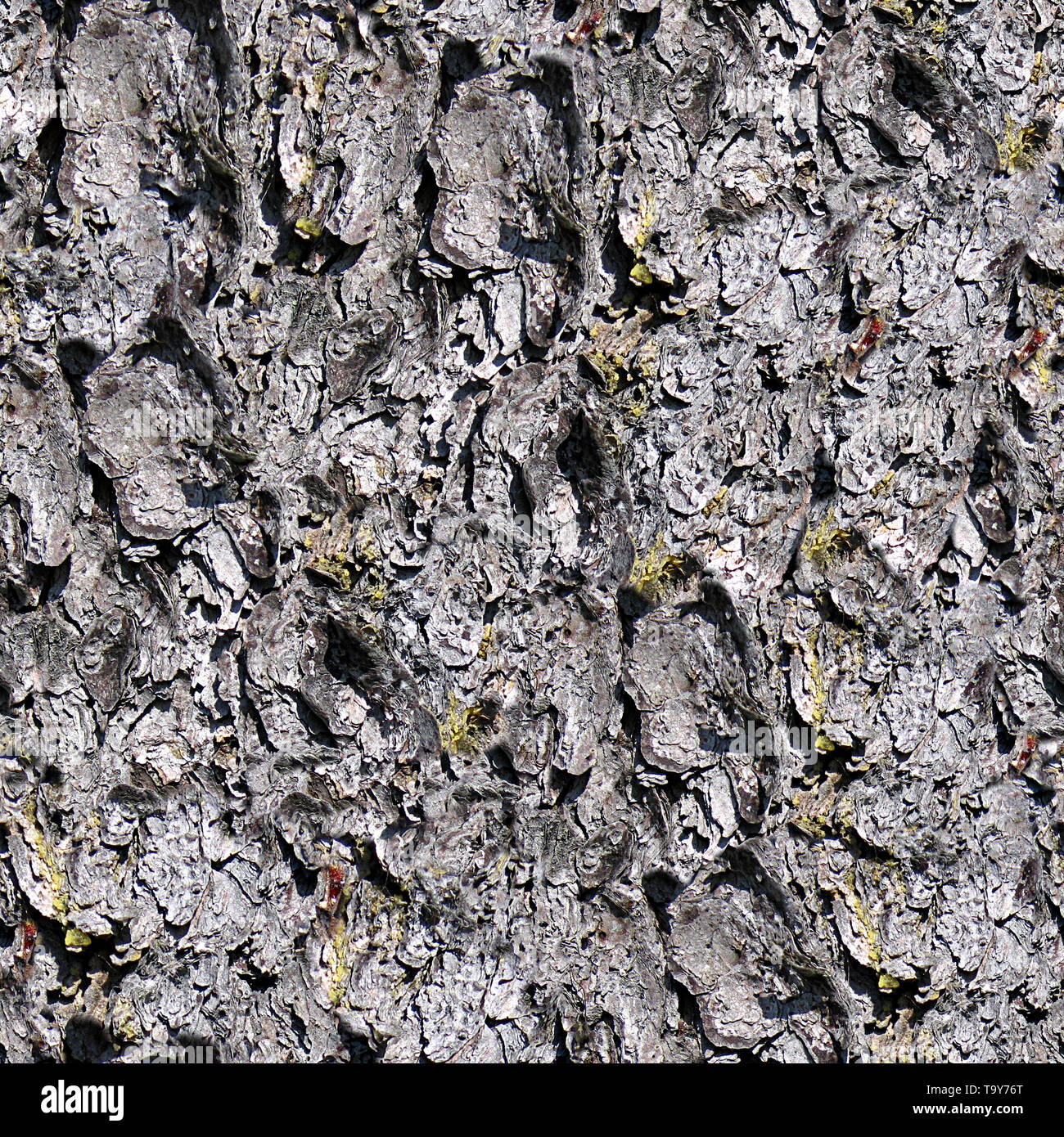 Tree Bark Seamless Texture Tile Stock Photo - Alamy