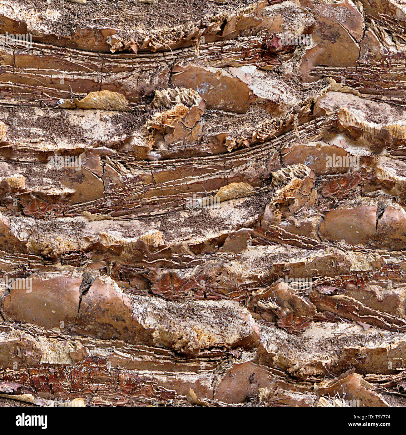 Tree Bark Seamless Texture Tile Stock Photo - Alamy