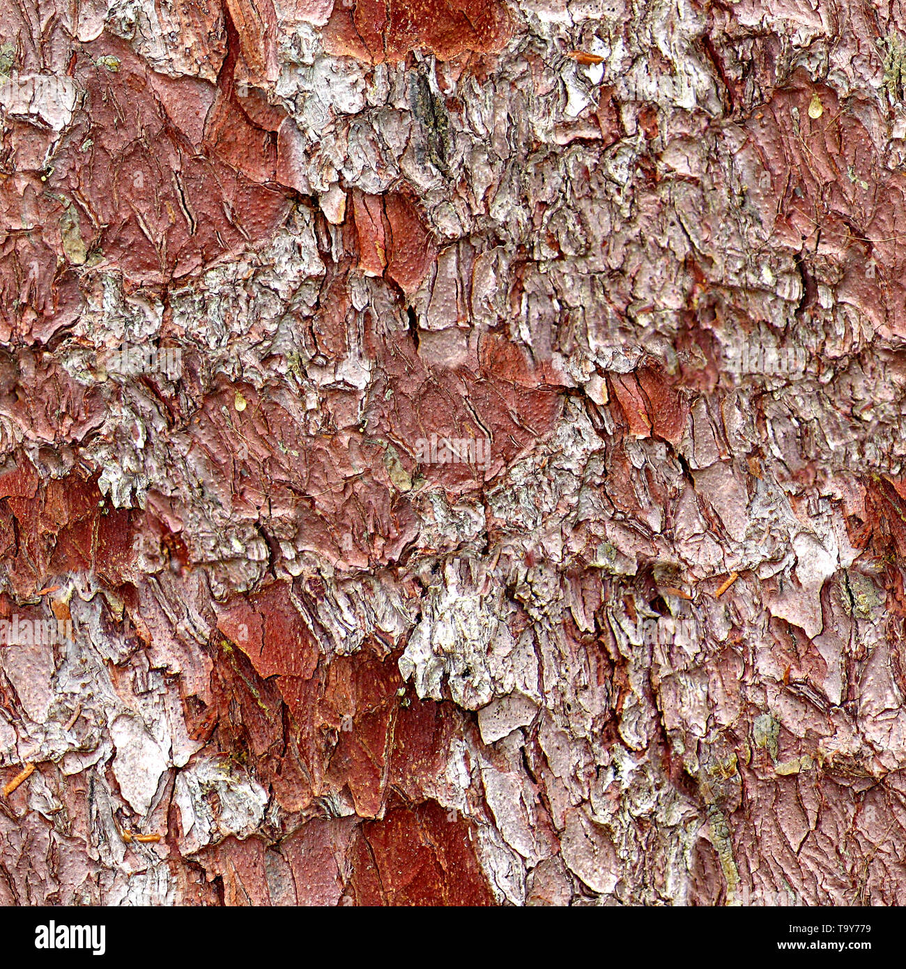 Tree Bark Seamless Texture Tile Stock Photo - Alamy