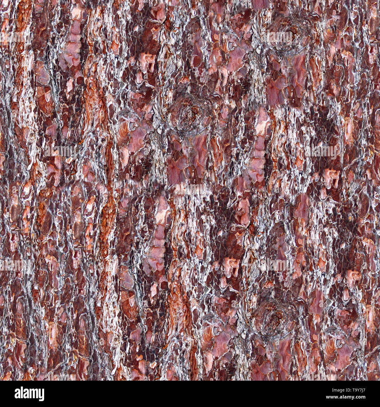 Tree Bark Seamless Texture Tile Stock Photo - Alamy