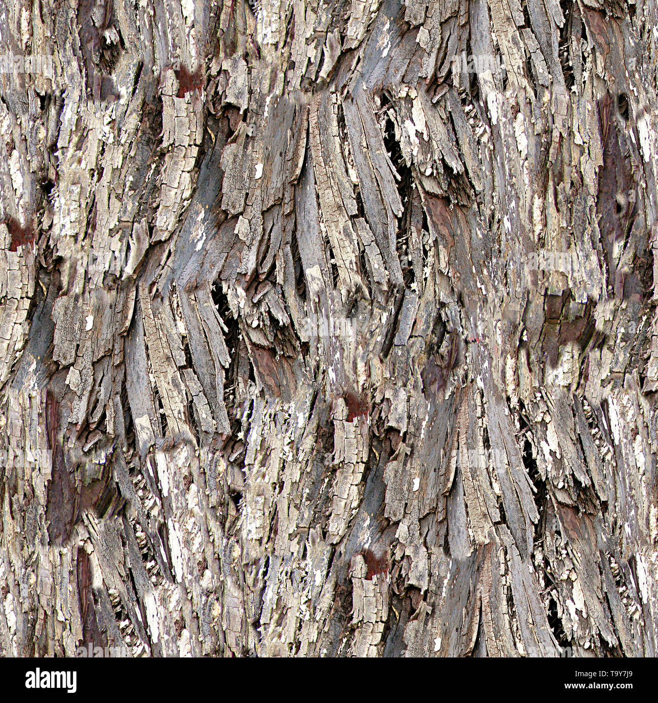 Tree Bark Seamless Texture Tile Stock Photo - Alamy