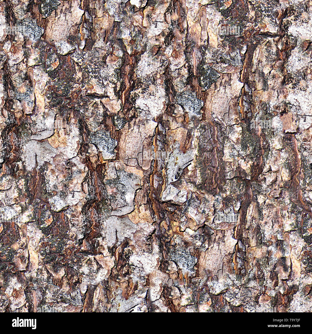 Tree Bark Seamless Texture Tile Stock Photo - Alamy