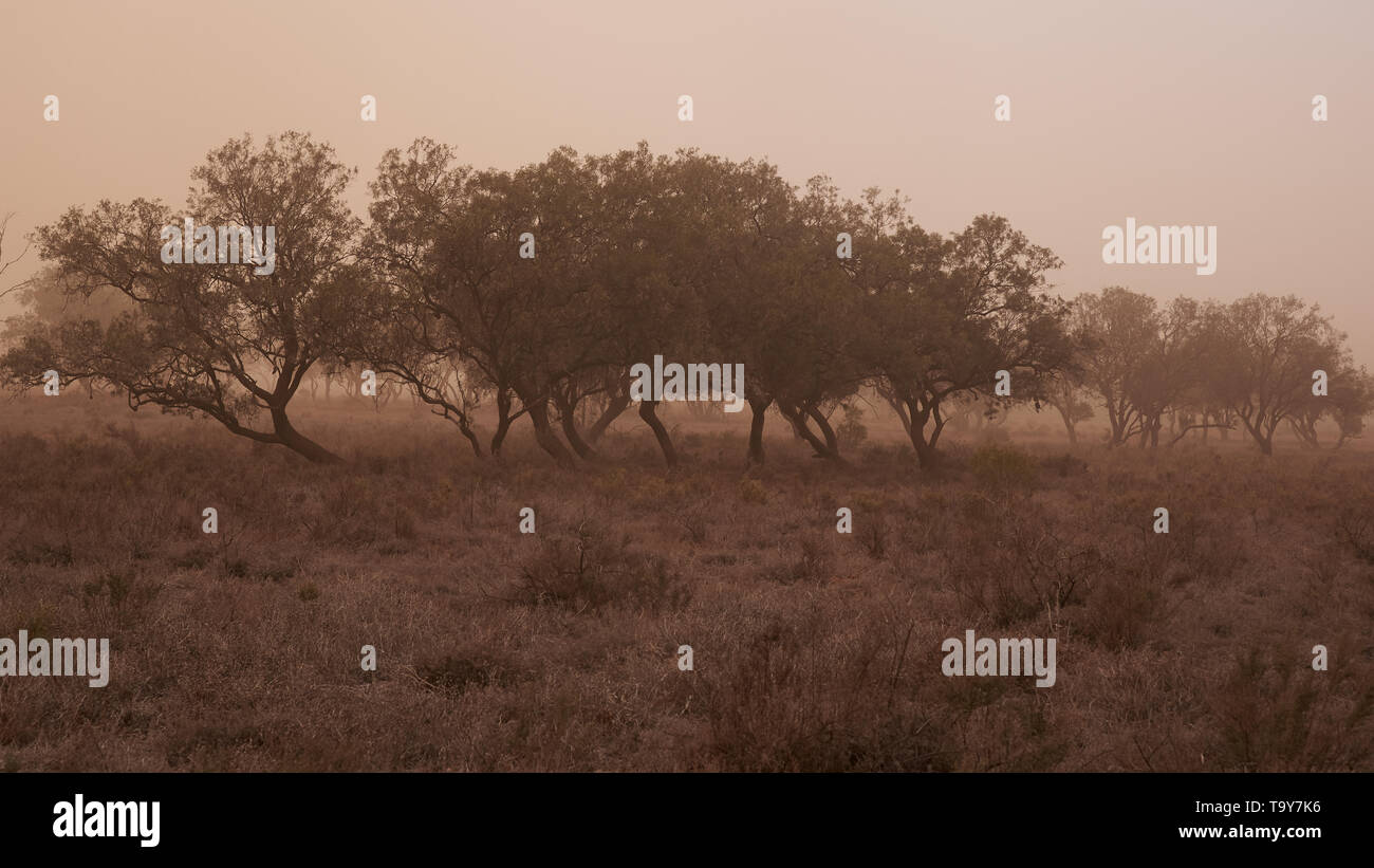 Mallee scrub hi-res stock photography and images - Alamy
