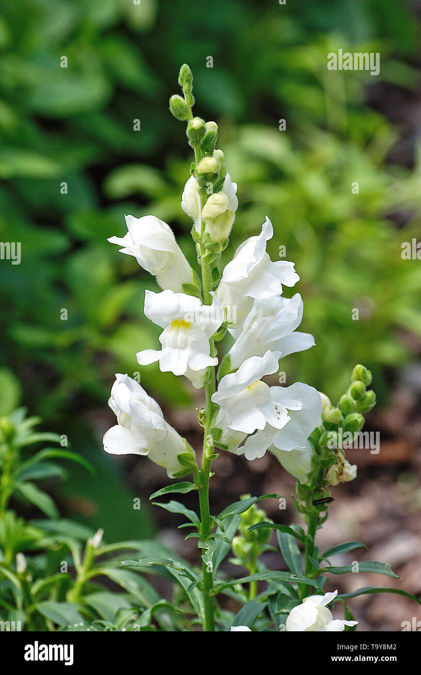 A snapdragon stalk Stock Photo - Alamy