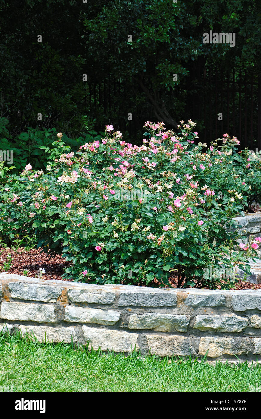 Rose garden with rock edge Stock Photo - Alamy
