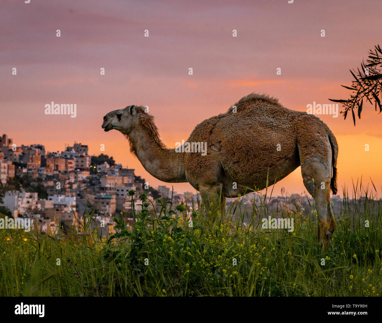 Jordan camel aerial hi-res stock photography and images - Alamy
