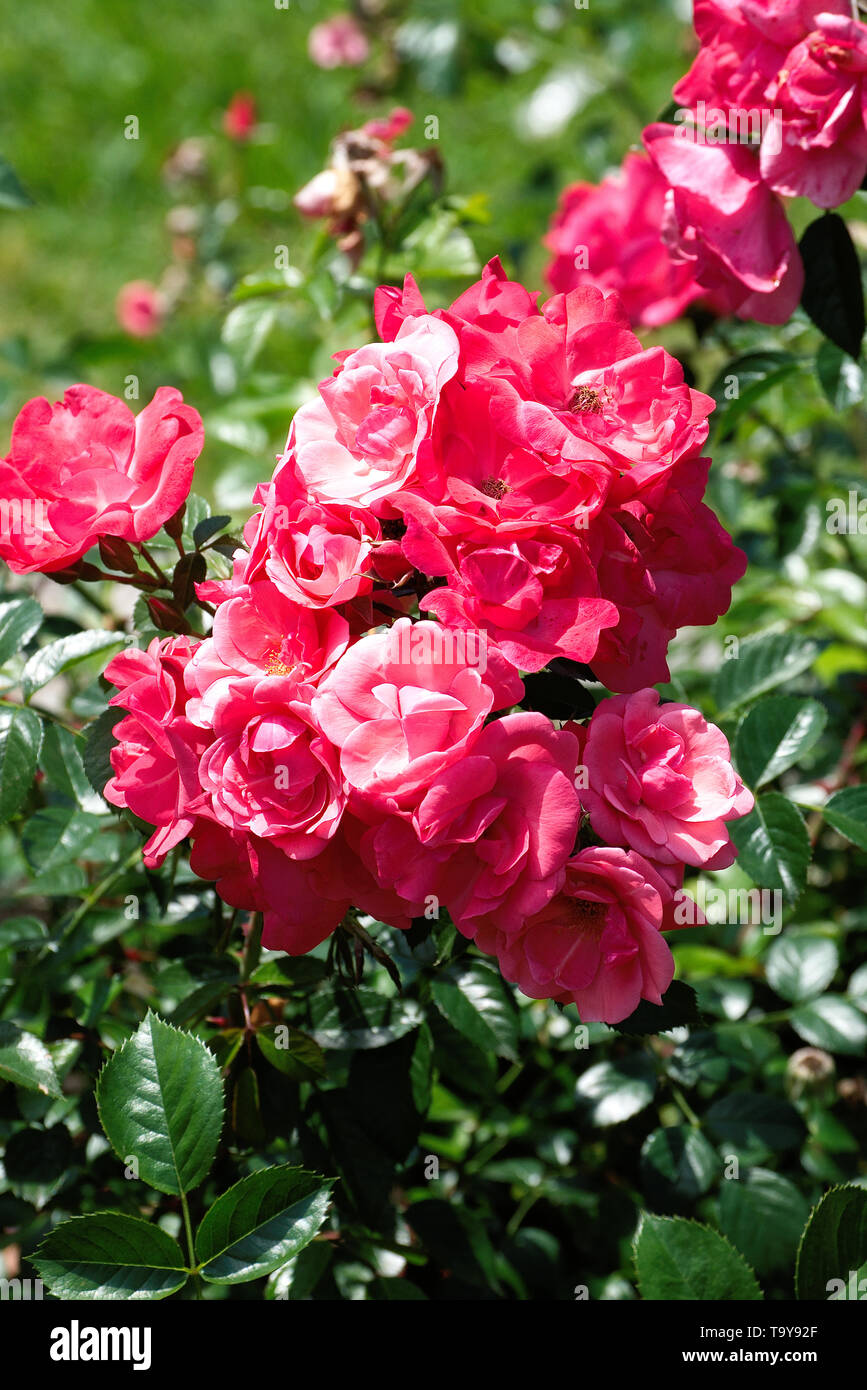 Antique roses hi-res stock photography and images - Alamy