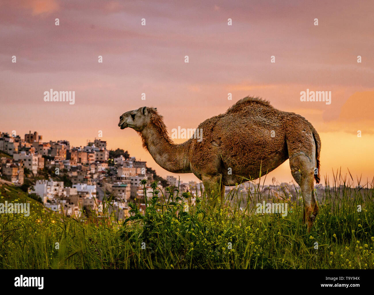 Jordan camel aerial hi-res stock photography and images - Alamy