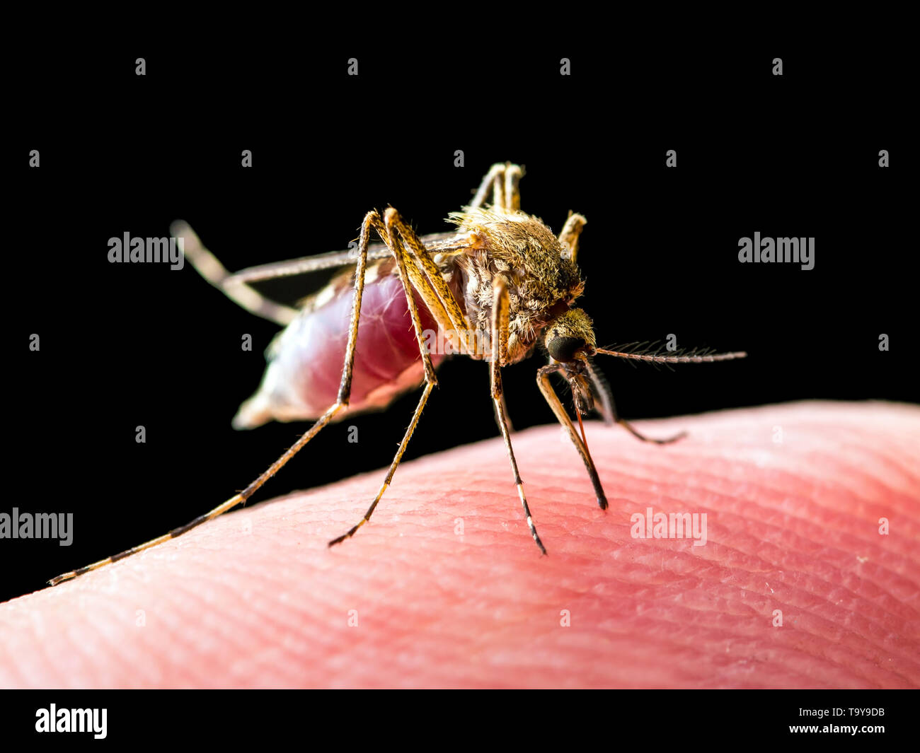 Yellow Fever, Malaria or Zika Virus Infected Mosquito Insect Bite ...