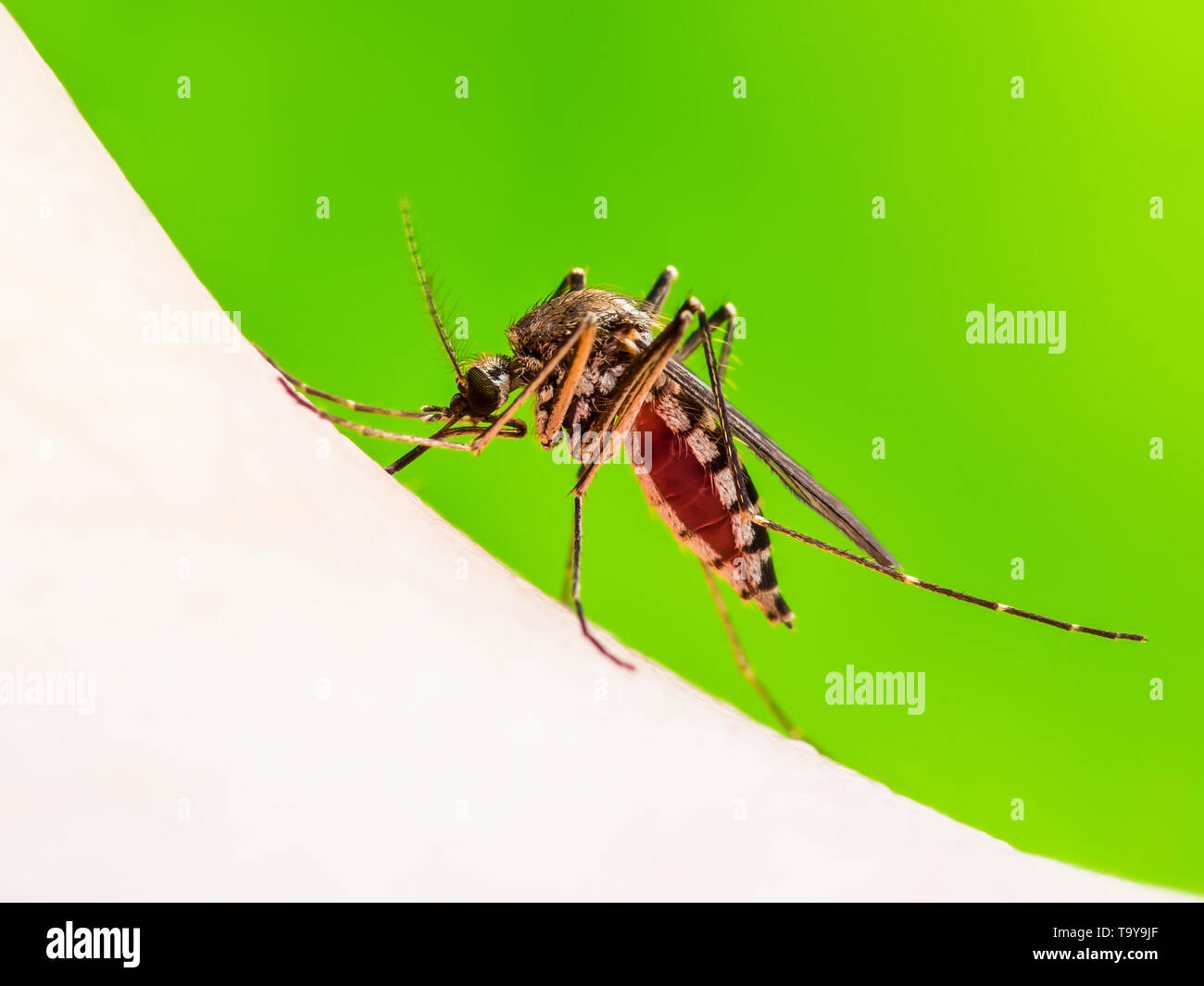 Encephalitis, Yellow Fever, Malaria Disease or Zika Virus Infected ...