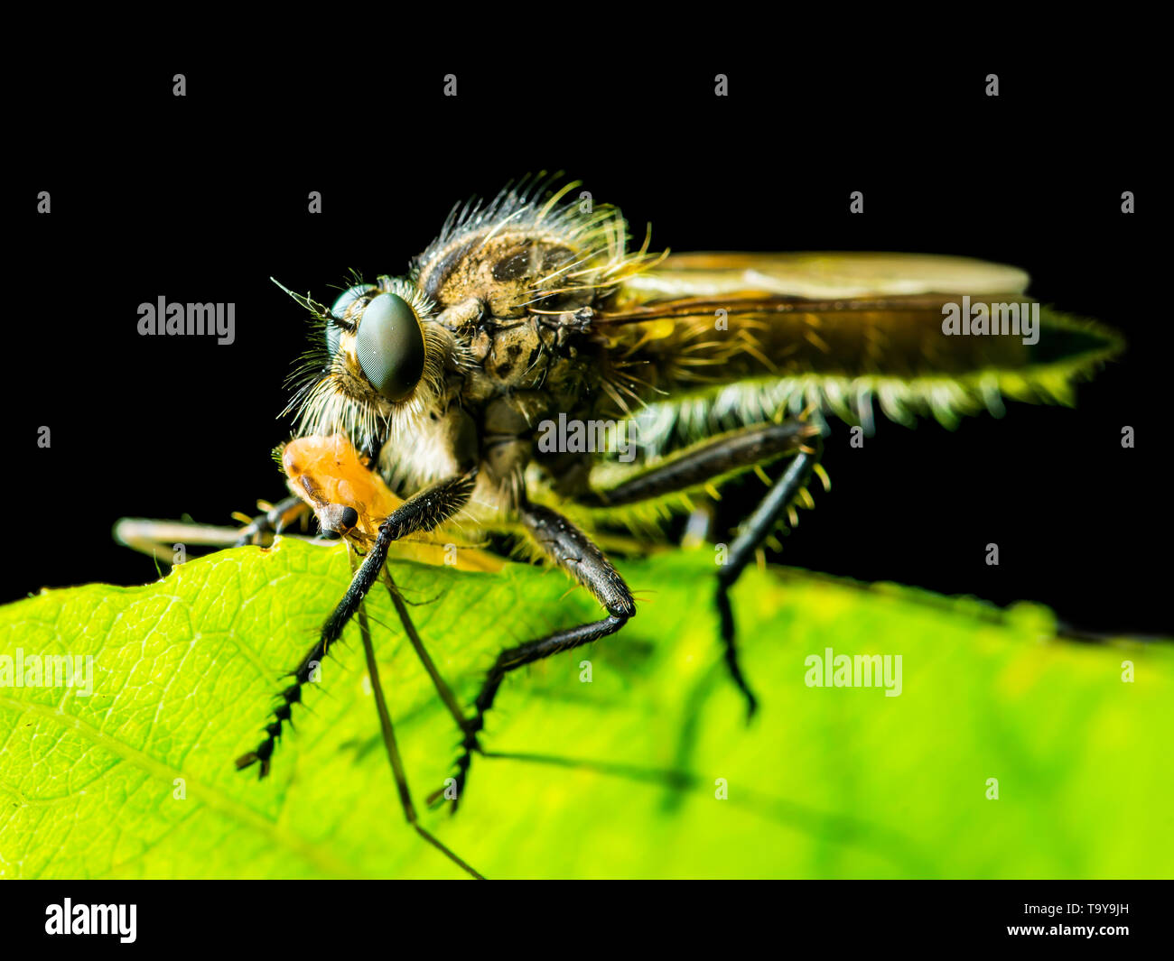 Poisonous Is A Robber Fly