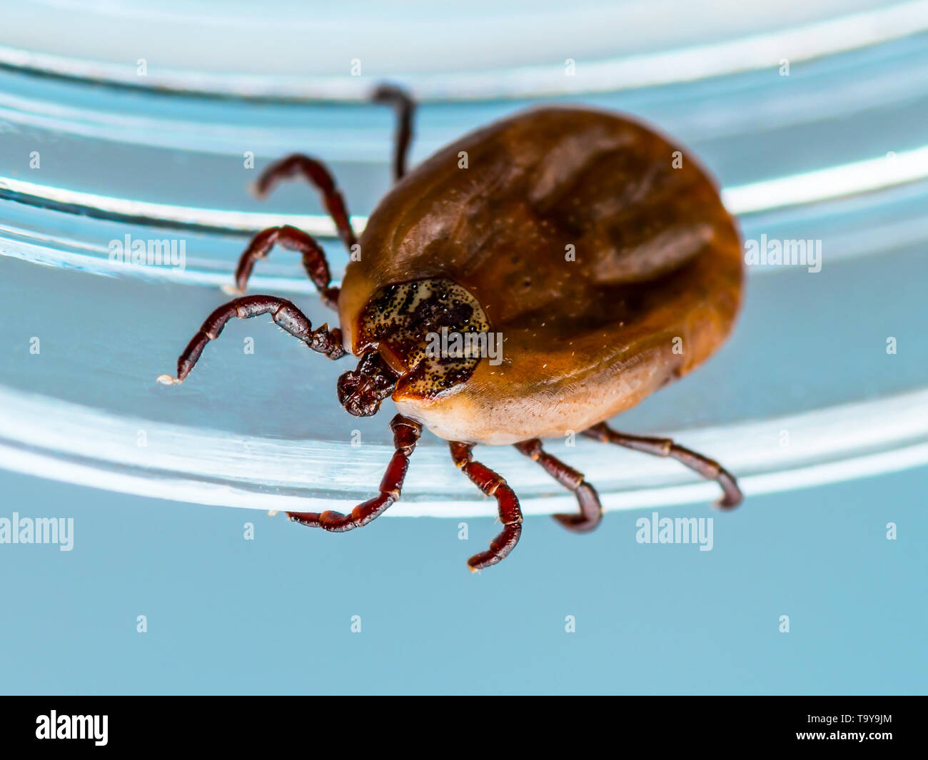 Insect repellent tube hi-res stock photography and images - Alamy