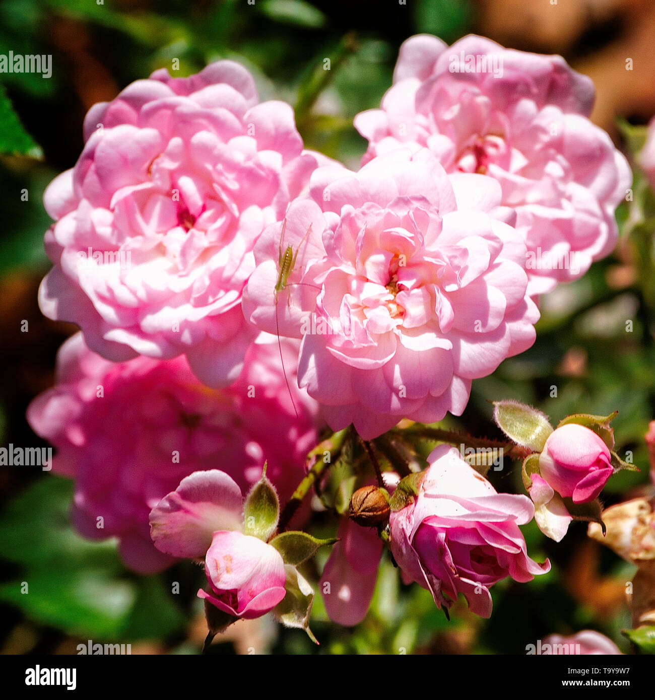 Antique roses hi-res stock photography and images - Alamy