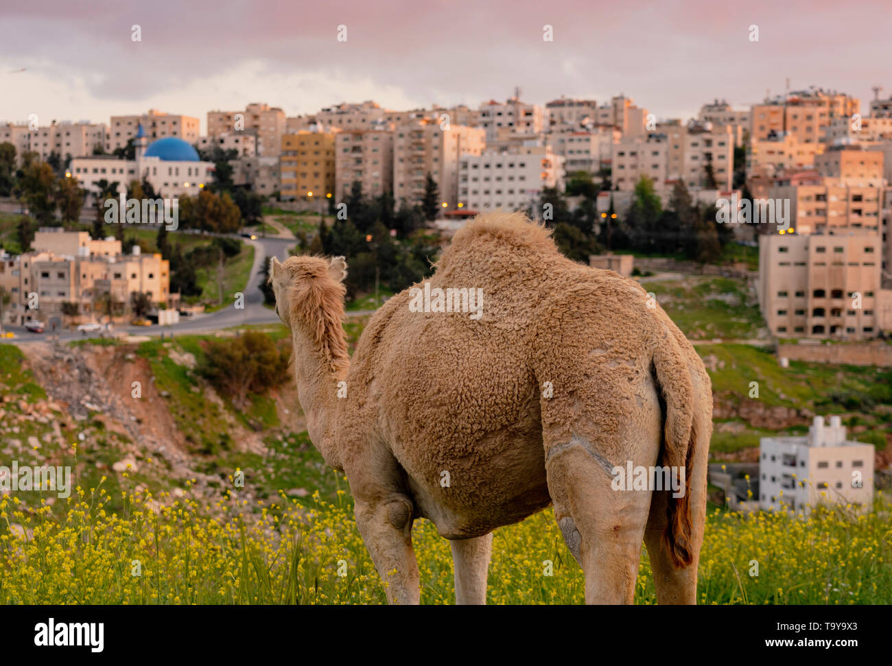 Jordan camel aerial hi-res stock photography and images - Alamy