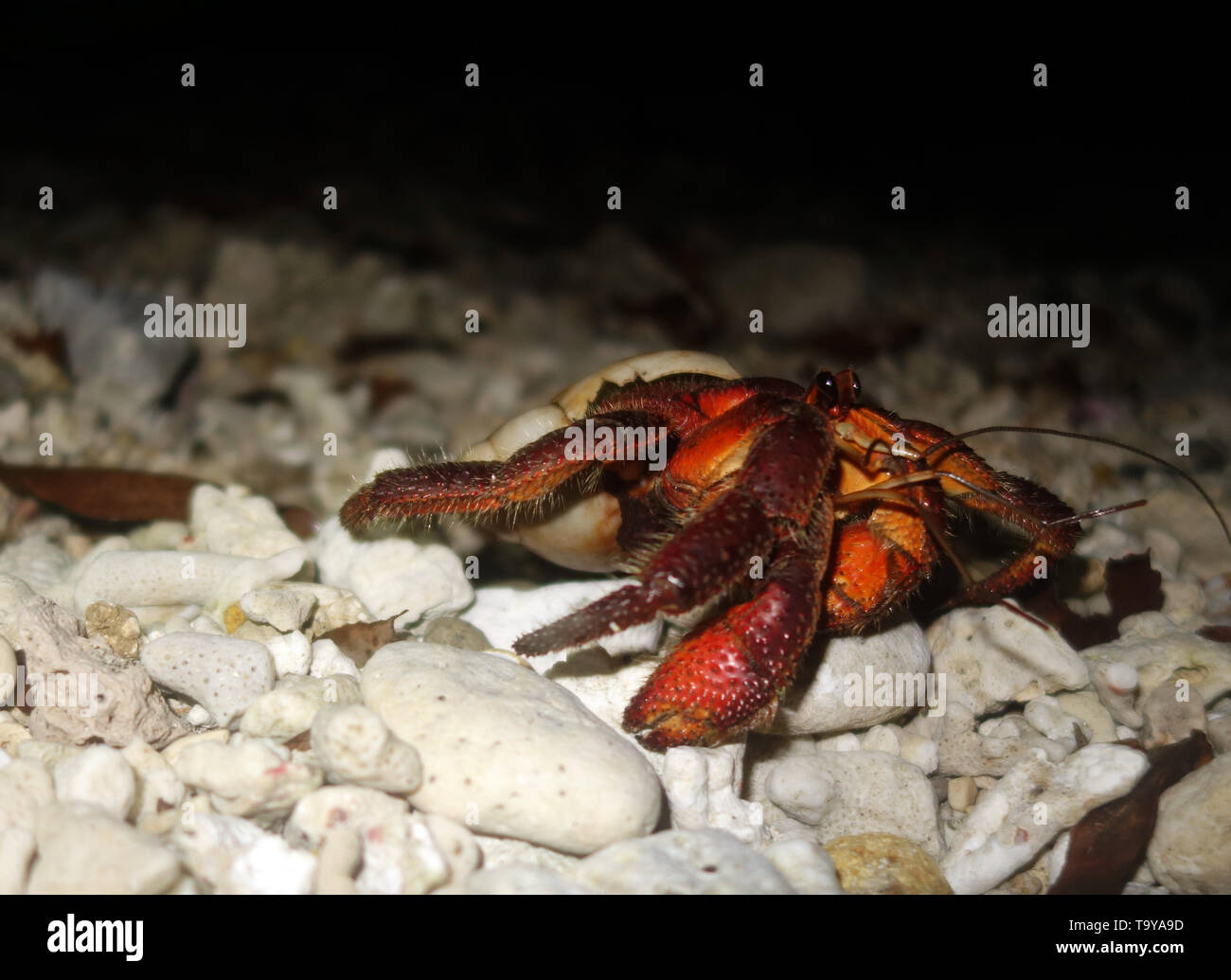 Hermit crab ( ) in shell of invasive African Giant Snail, Efate ...