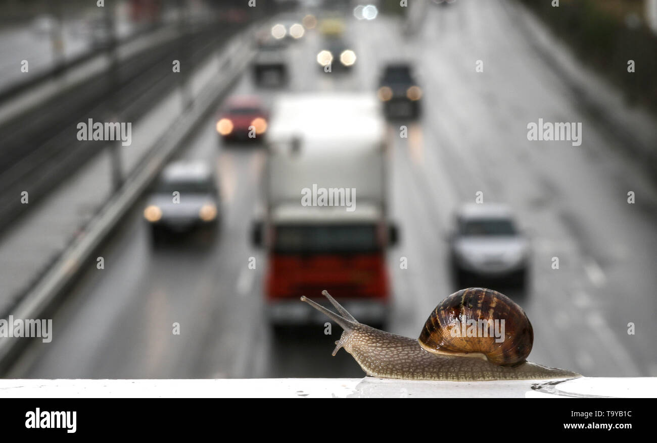 Snail movement hi-res stock photography and images - Alamy