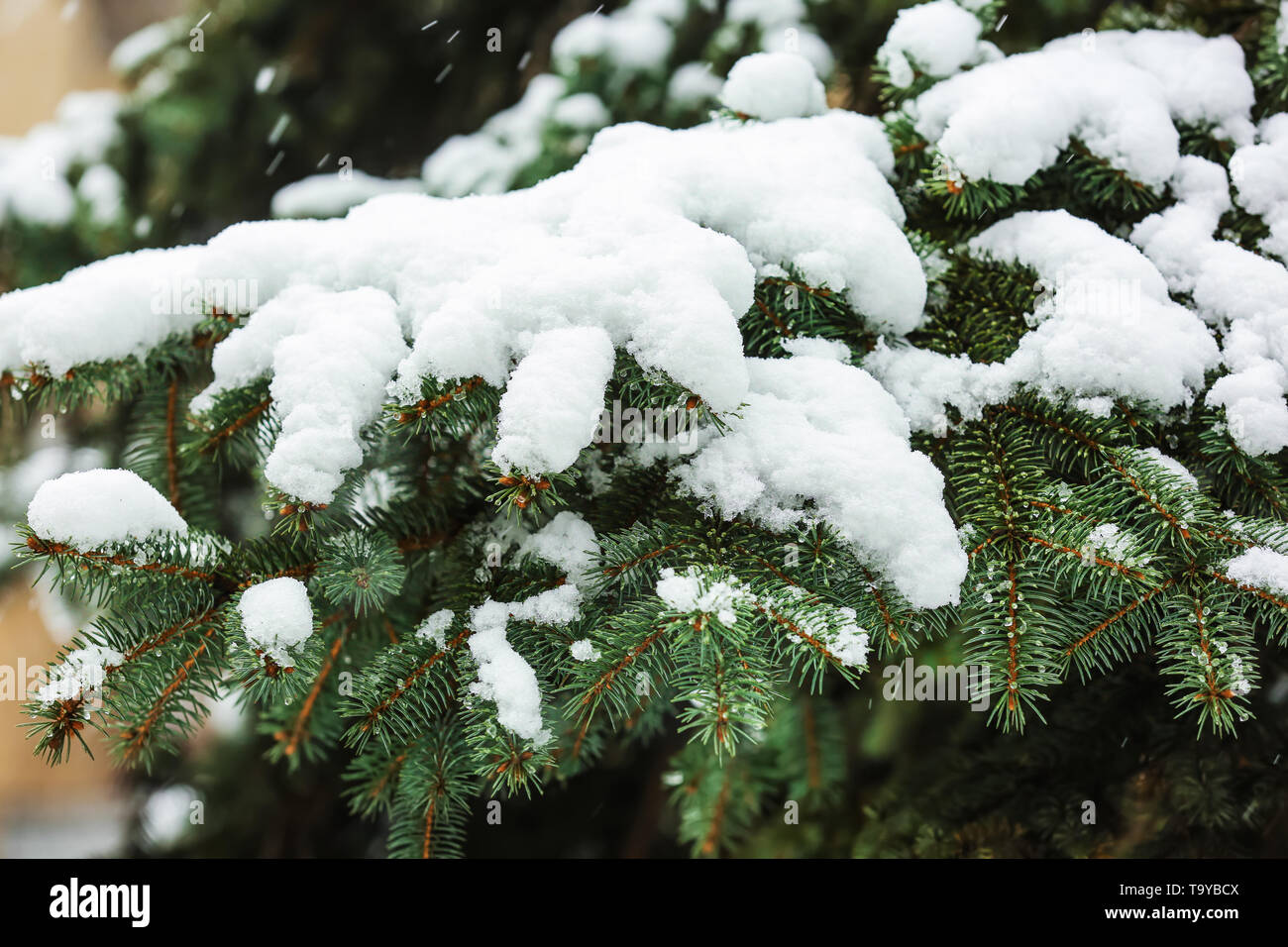 Snowy fir tree outdoors, closeup Stock Photo - Alamy