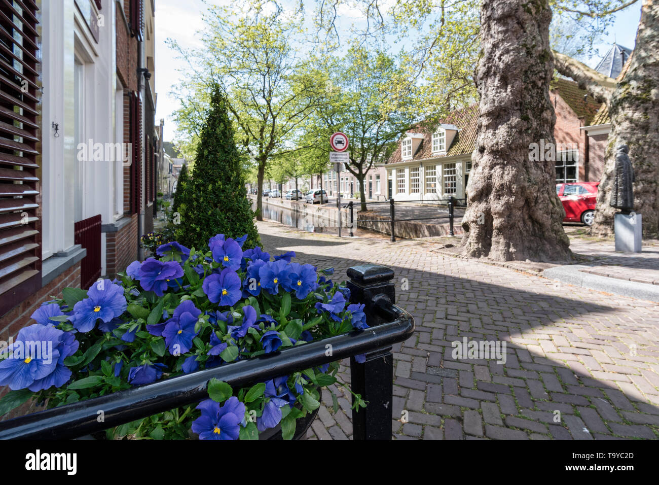 blue violets on a street corner in the old city of Enkhuizen Stock ...