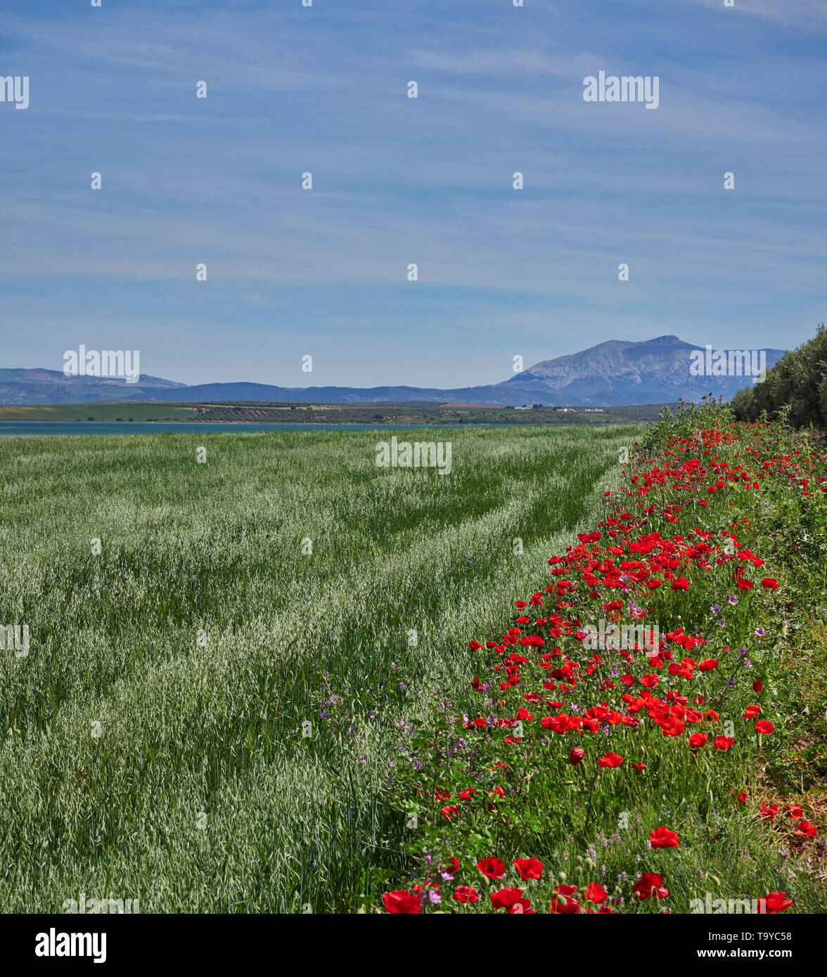 Wild Red Poppy's on a Field margin near to the Lagoon of Fuente de ...