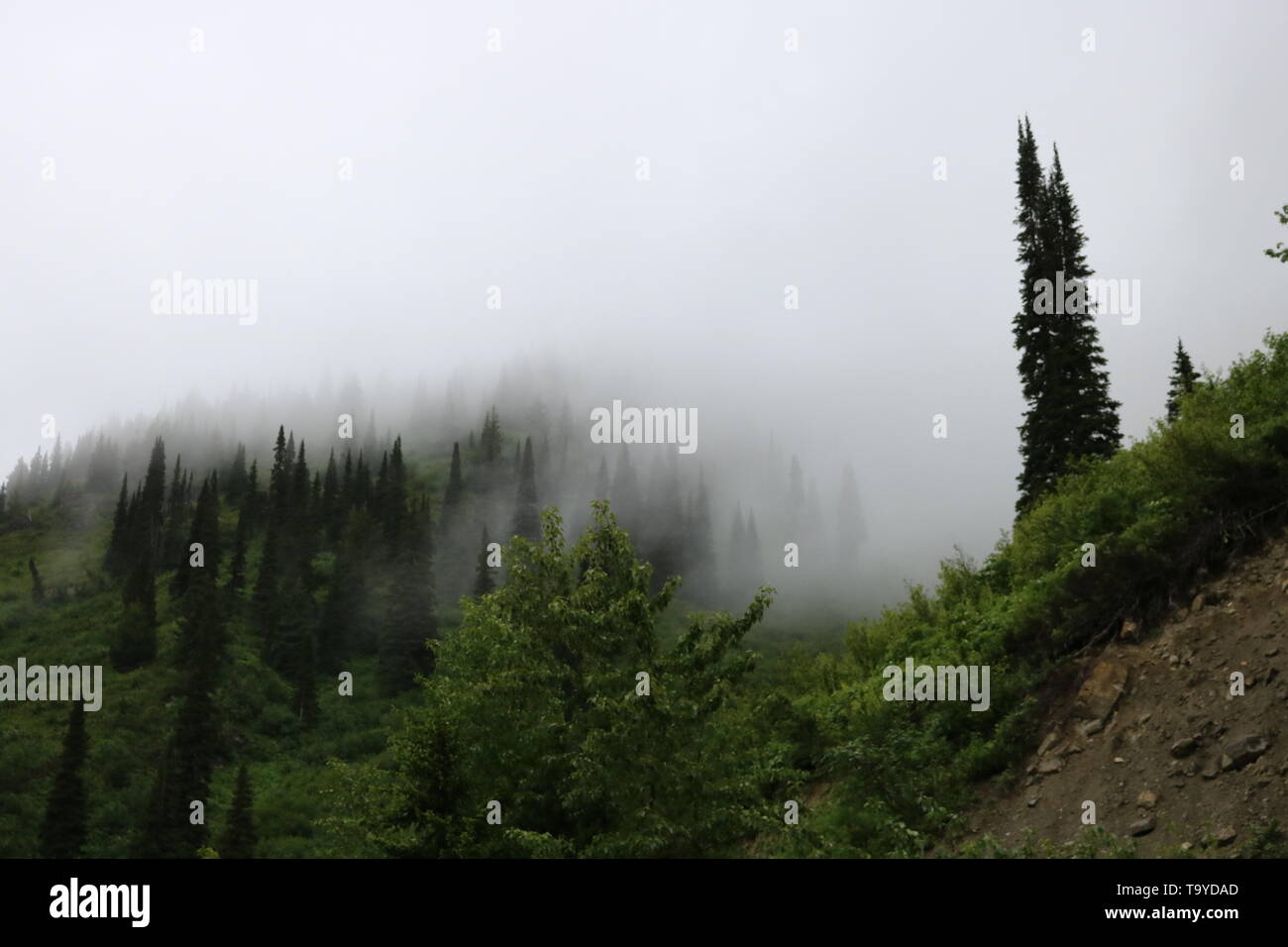 mist over forest Stock Photo - Alamy